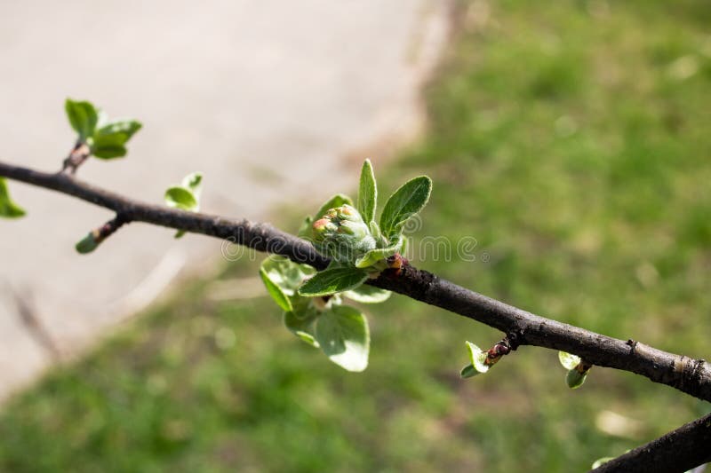 Small Green Leaves on an Apple Tree Branch Stock Image - Image of ...