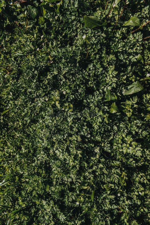 Small Green Leaves Background Texture with Beautiful Pattern. Stock ...