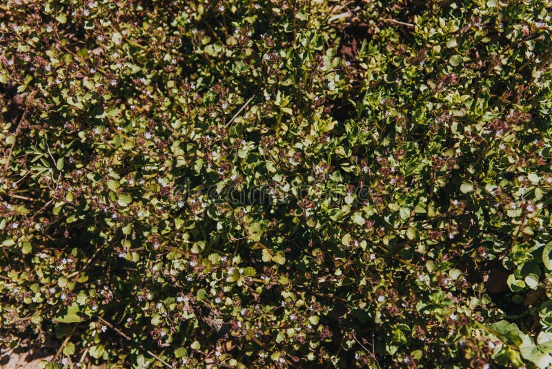 Small Green Leaves Background Texture with Beautiful Pattern. Stock ...