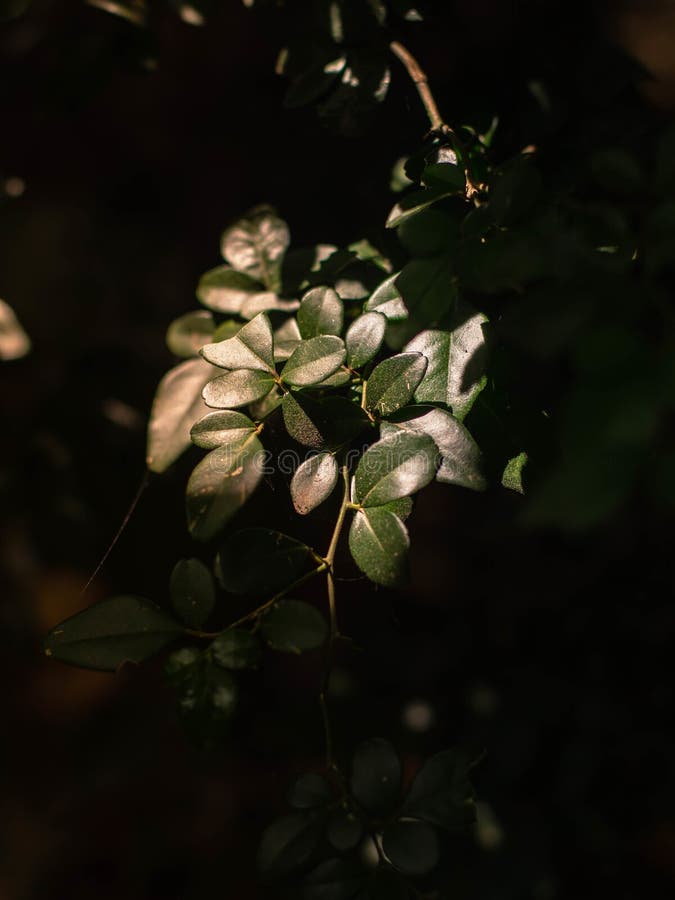 Small Green Leaves on the Branches of a Tree Stock Photo - Image of ...