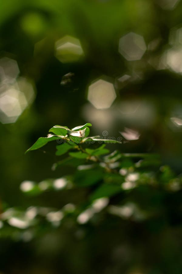 Small Green Leaves on the Branches of a Tree Stock Photo - Image of ...