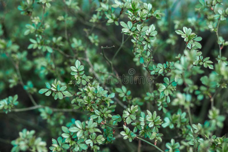 Small Green Leaves of the Bush on Nature Background Stock Photo - Image ...