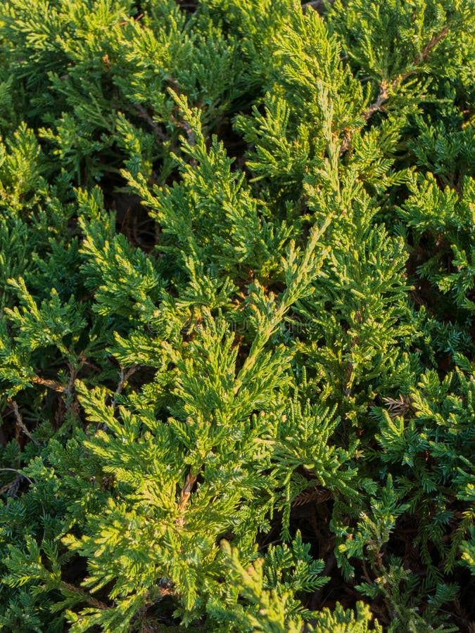 Small green leaves stock image. Image of garden, color - 40789829