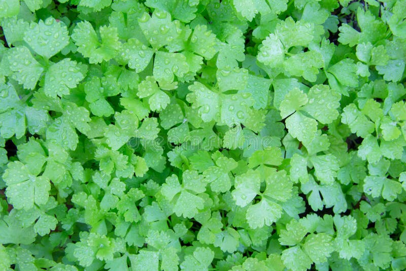 Small Green Leaves, Densely Packed for Wallpaper Stock Image - Image of ...