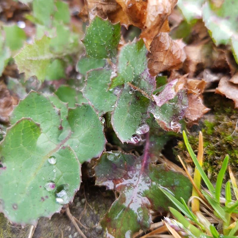 Leaves with drip stock image. Image of green, drip, leaves - 115838087