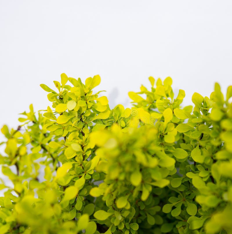 Small Green Leaves Isolated Over White Stock Image - Image of spring ...