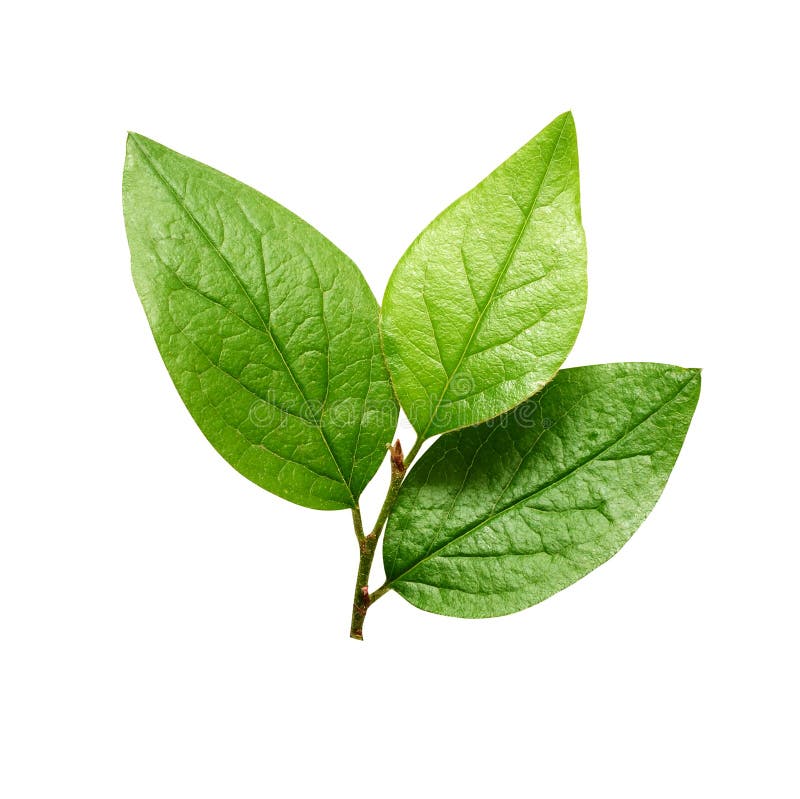 Small green leaves stock photo. Image of growth, twig - 72217166