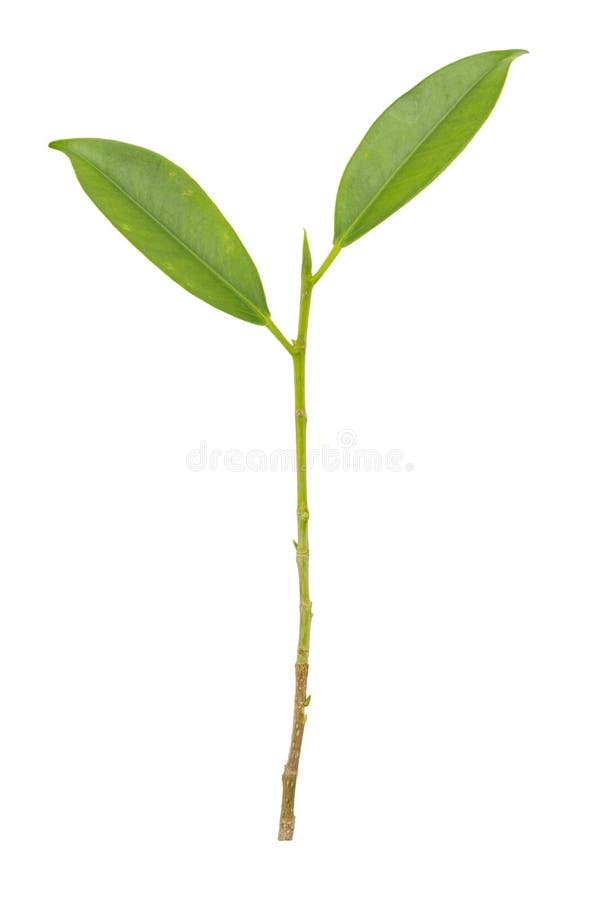 147 Tea Leaves Small Lemon Tree Stock Photos - Free & Royalty-Free ...