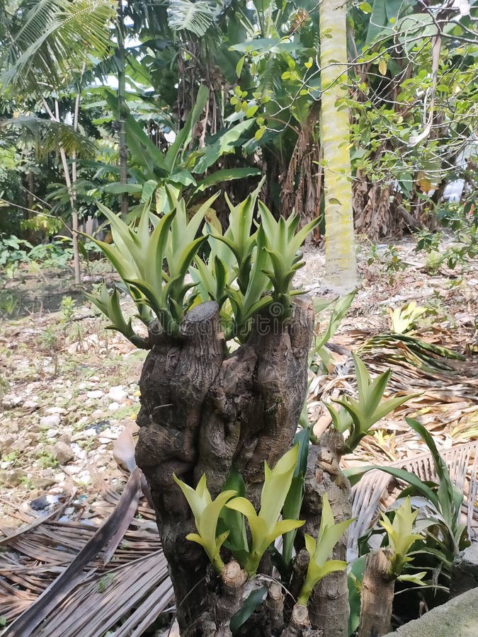 Small Green Leaves on Old Stems Stock Photo - Image of vegetation, yard ...