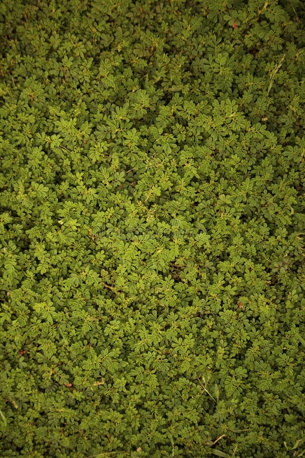 Small green leaves pattern stock image. Image of seamless - 197815889
