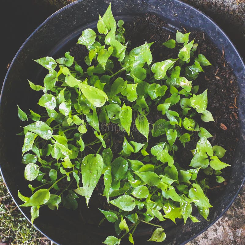 Small Green Leaves in a Pot after the Rain in the Morning Stock Photo ...
