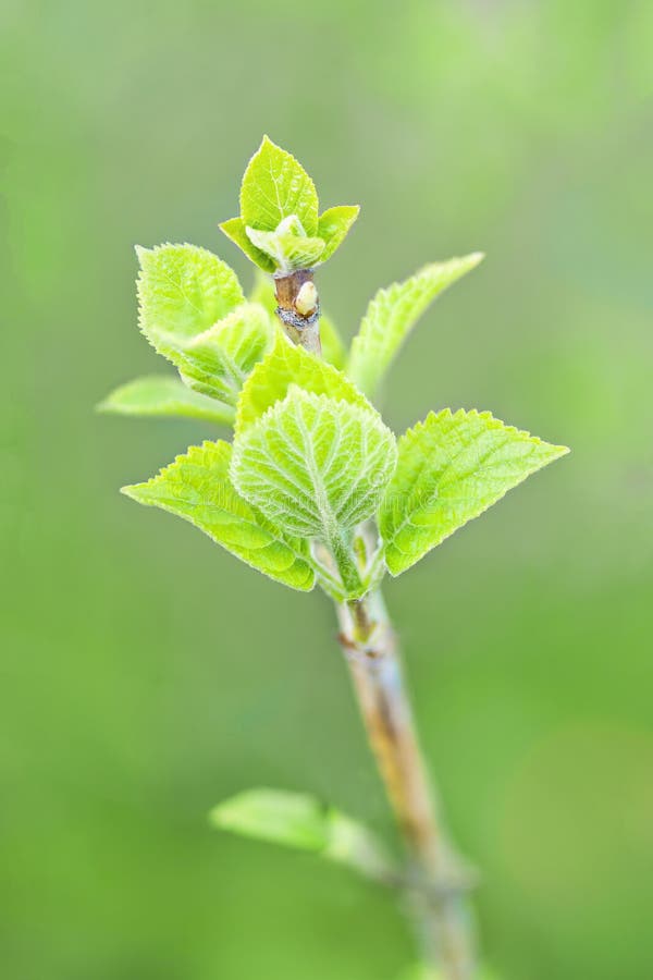 Small Green Leaves in Spring Stock Photo - Image of renewal, branch ...