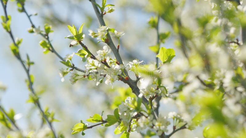 Small Green Leaves Swaying in the Wind in Spring Under the Bright Sun ...