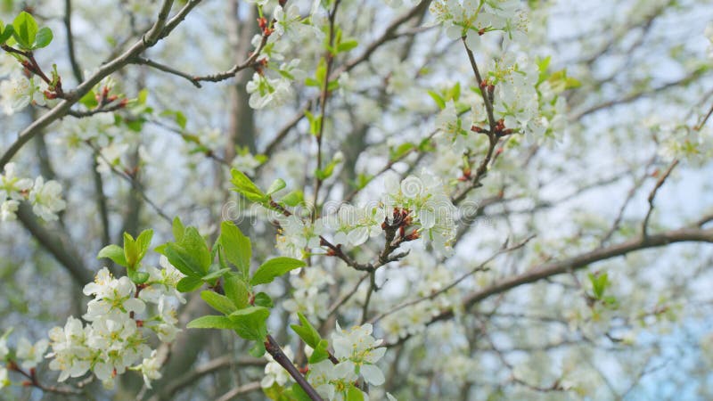 Small Green Leaves Swaying in the Wind in Spring Under the Bright Sun ...