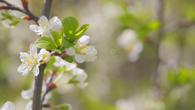 Small Green Leaves Swaying in the Wind in Spring Under the Bright Sun ...