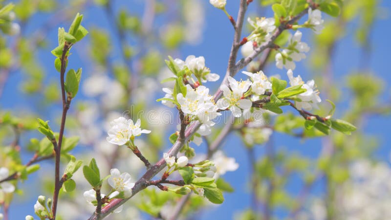 Small Green Leaves Swaying in the Wind in Spring Under the Bright Sun ...