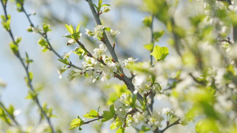 Small Green Leaves Swaying in the Wind in Spring Under the Bright Sun ...