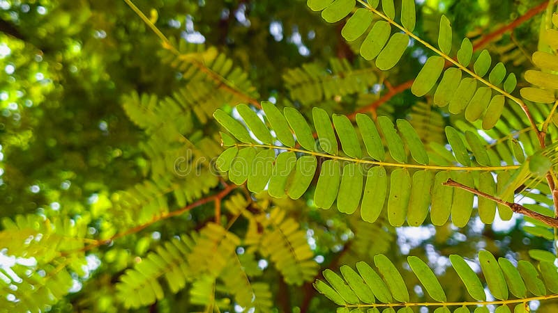 Small Green Leaves of Tamarind Tree Stock Photo - Image of forest ...