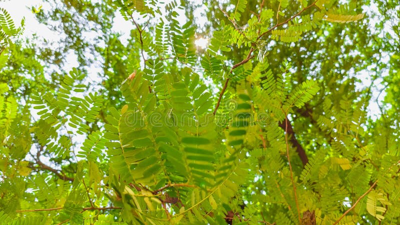 Small Green Leaves of Tamarind Tree Stock Image - Image of tamarind ...