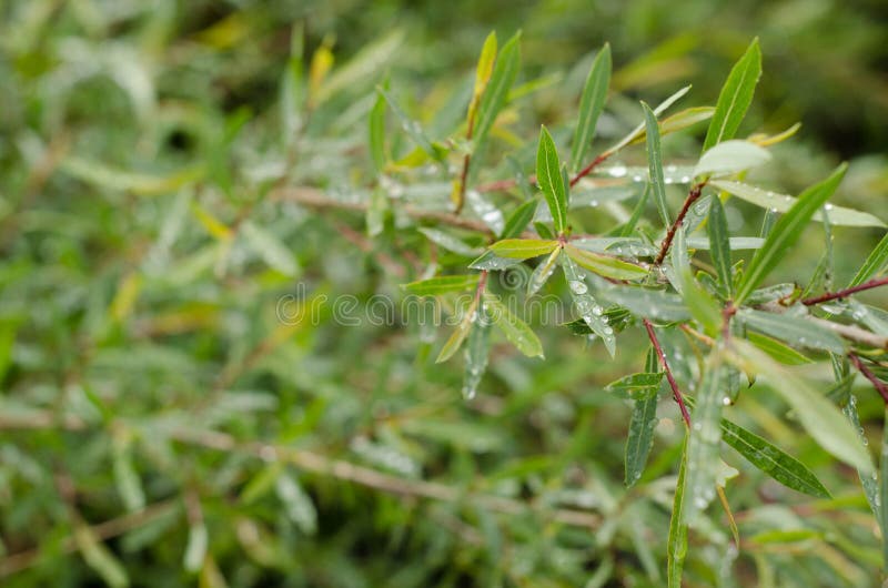 Small Green Leaves on a Tree in the Garden Stock Photo - Image of ...