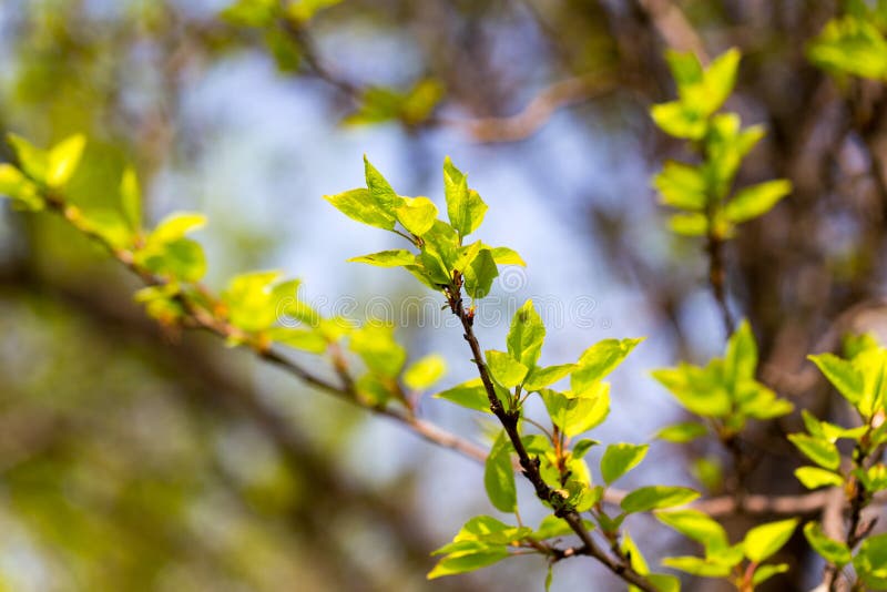 Small Green Leaves on a Tree in Spring Stock Photo - Image of botany ...