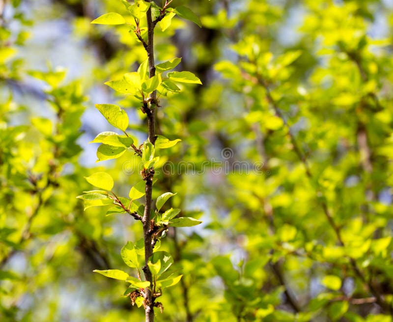 Small Green Leaves on a Tree in Spring Stock Image - Image of leaf ...