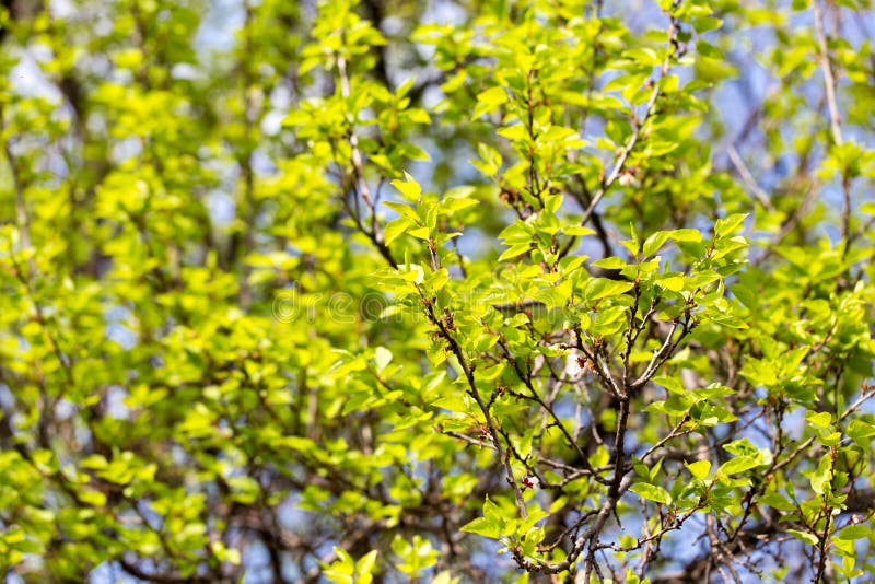Small Green Leaves on a Tree in Spring Stock Photo - Image of ...