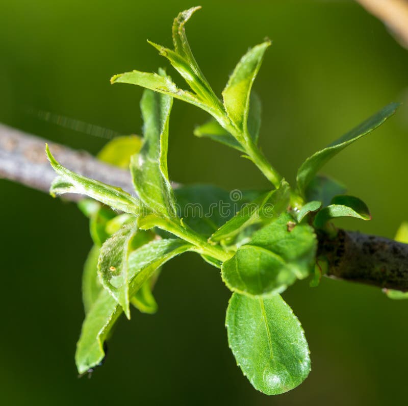 Small Green Leaves on a Tree in Spring Stock Image - Image of branch ...