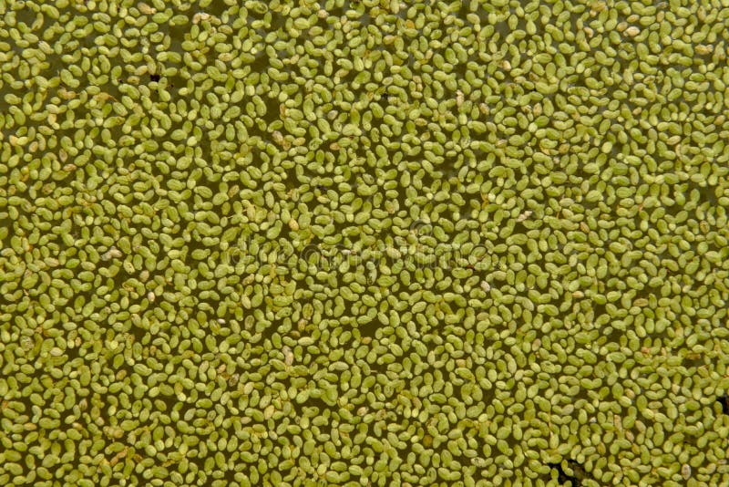 Small green leef stock photo. Image of breakfast, abstract - 189308392