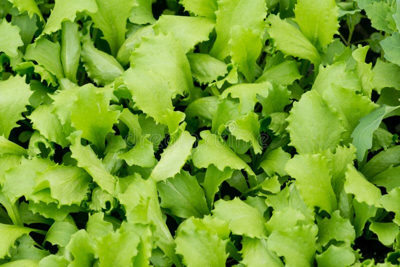 Small green lettuce stock photo. Image of food, grow - 31871590