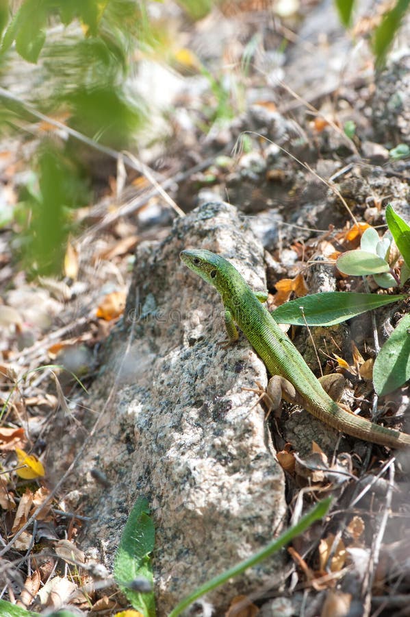 Small Green Lizard Basking in the Sun. Stock Image - Image of ...
