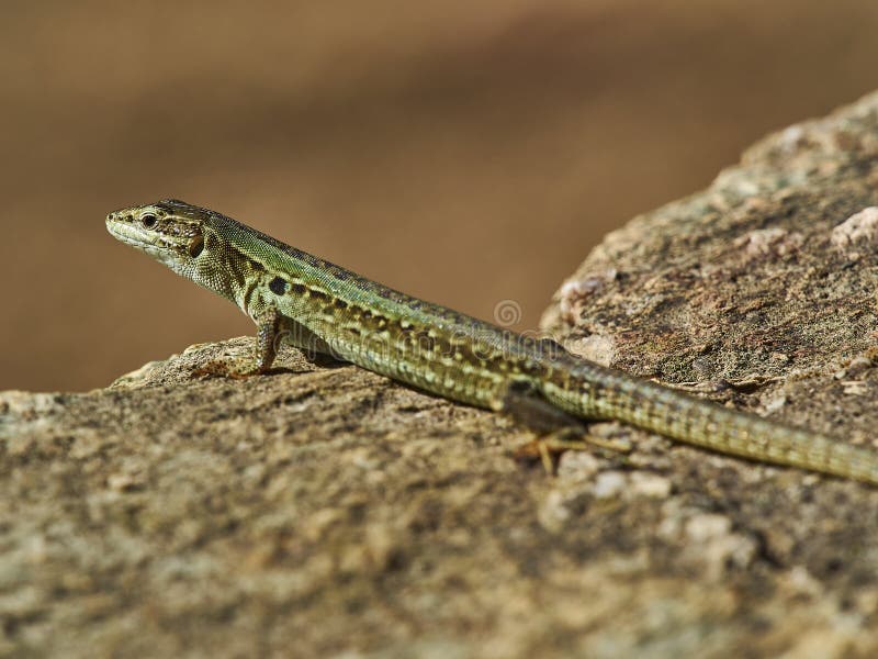 Small Green Lizard Crawling on the Floor Stock Image - Image of wild ...
