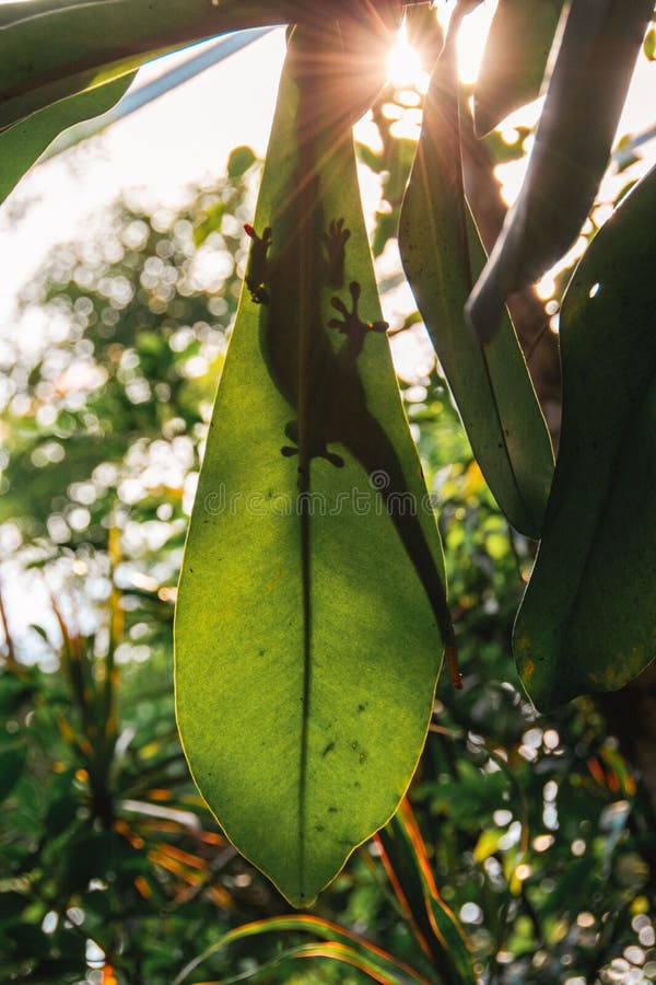 Small Green Lizard Exploring the Trees Stock Image - Image of shadow ...