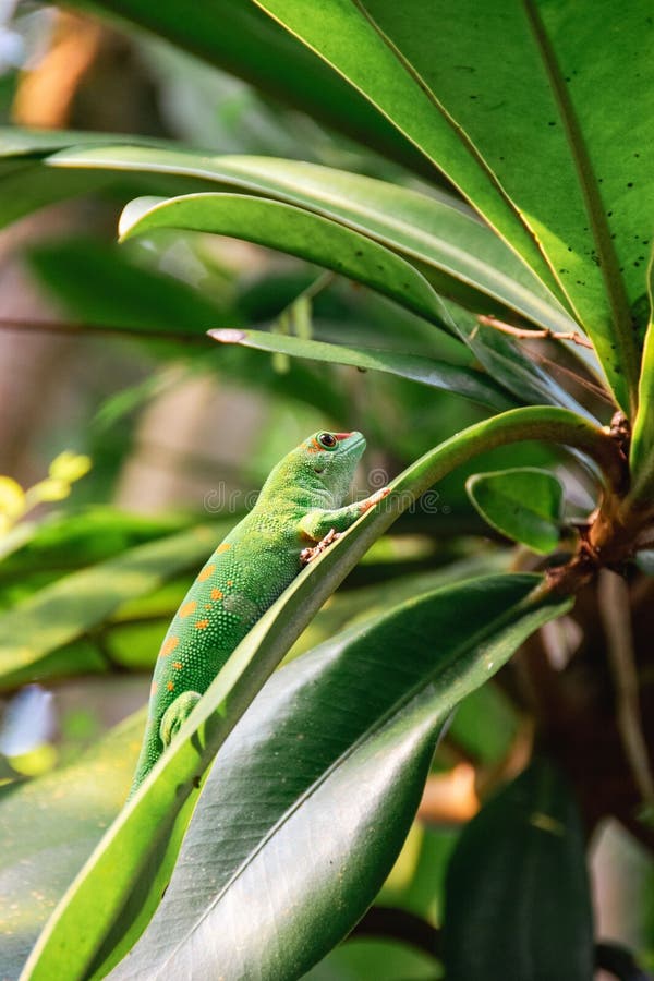 Small Green Lizard Exploring the Trees Stock Photo - Image of leaf ...