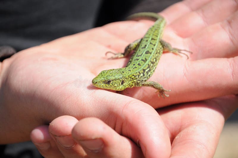 Small green lizard stock image. Image of newt, finger - 49277217