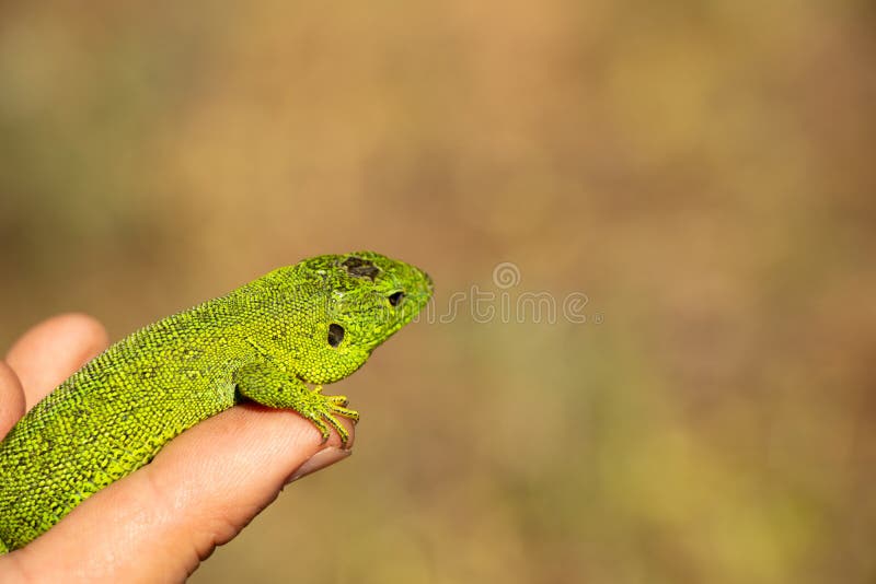 A Small Green Lizard Sitting on a Hand Caught in a Park in Ukraine ...
