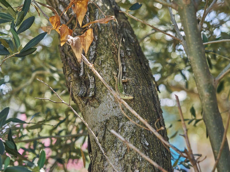 Small Green Lizard Crawling on the Floor Stock Image - Image of wild ...
