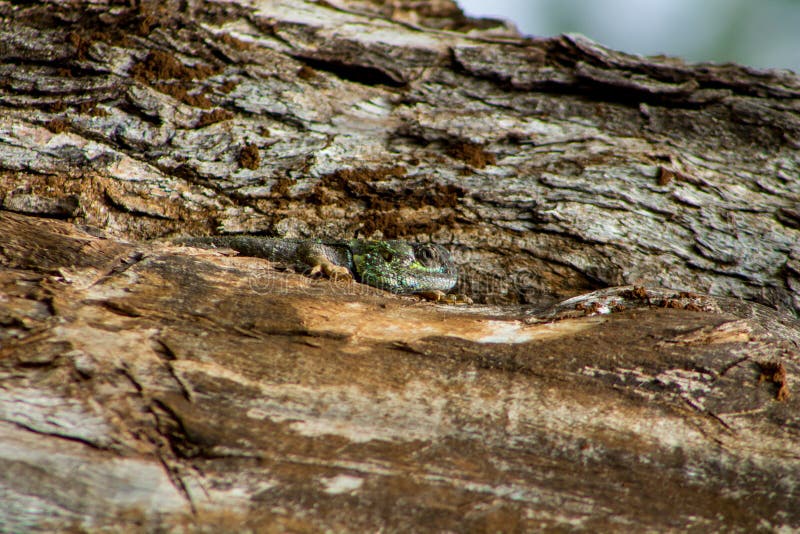 Small Green Lizard in the Wild Nature on Tree Trunk Stock Photo - Image ...