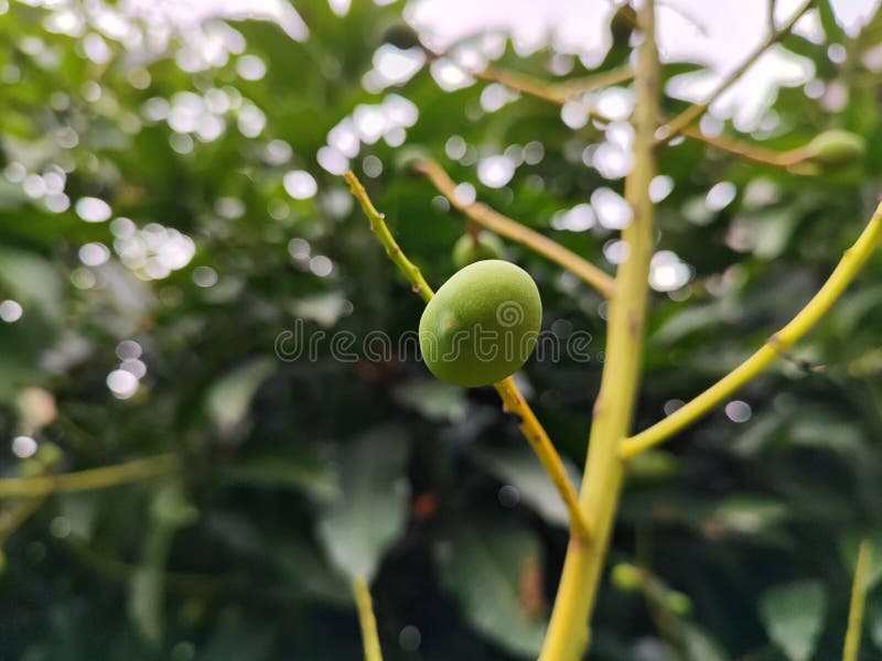 Small Green Mangoes on the Tree Stock Photo - Image of mango ...
