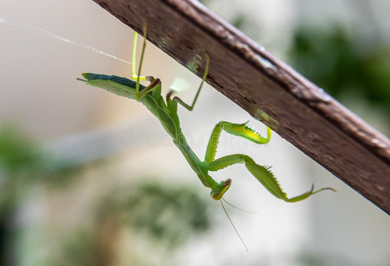 A Small Green Mantis on a Light Background Stock Photo - Image of wild ...