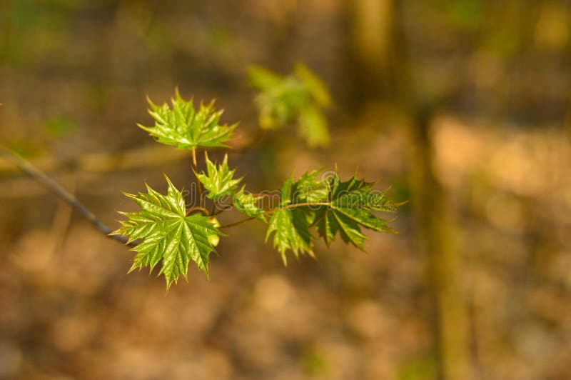 A Very Small Maple Leaf in Spring Stock Image - Image of branch, leaf ...