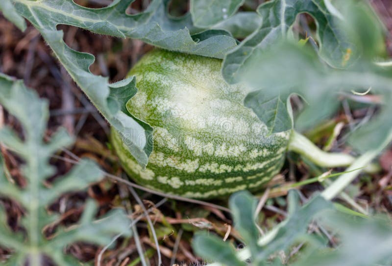 Small Green Melon Sitting Ground Garden Stock Photos - Free & Royalty ...