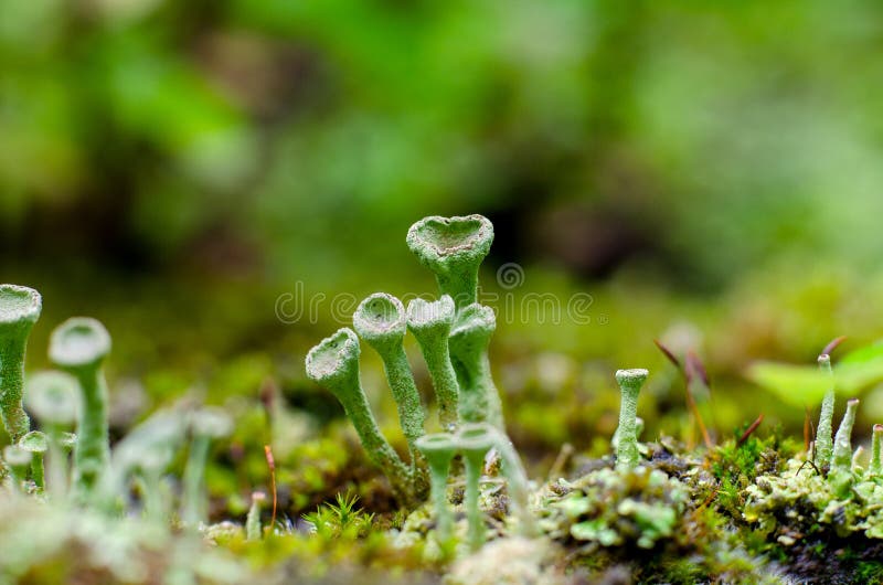 Small Green Micro Mushrooms Macro Photo Stock Image - Image of ...