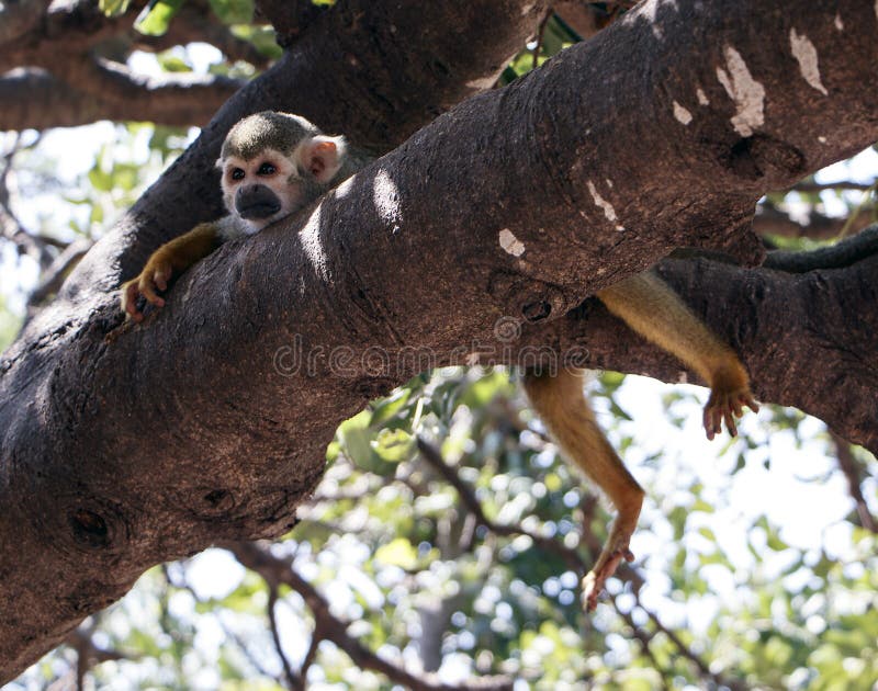 A small green monkey stock image. Image of animal, outdoor - 88495933