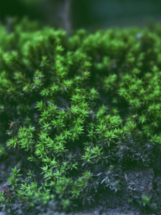 Small green moss stock photo. Image of shrub, flower - 270594652
