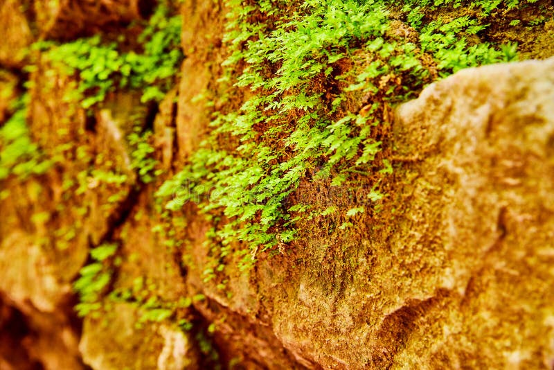 Small Green Mossy Plants Growing Up Close on Cave Rock Stock Photo ...