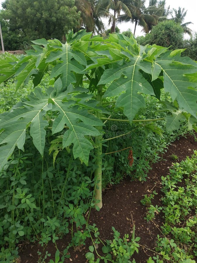Small green papaya tree stock image. Image of crop, plant - 185288509