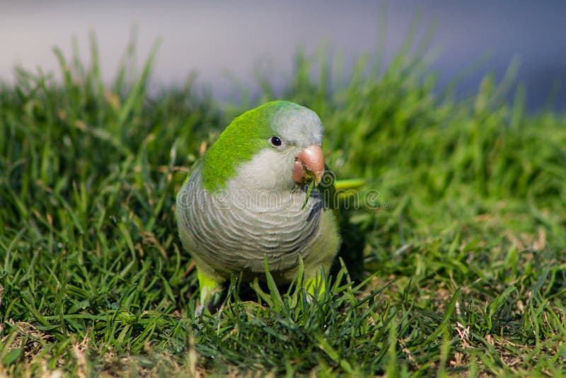 Small Green Parrot on the Green Grass Stock Photo - Image of beak ...