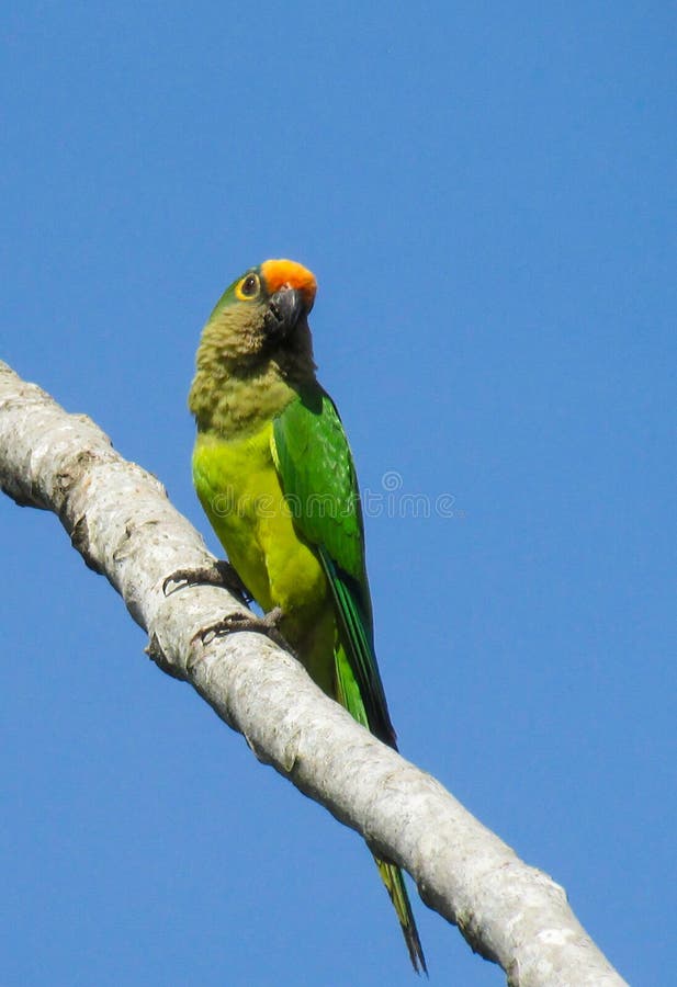 Small Green Parrot on Tree Branch Stock Photo - Image of amazon, branch ...