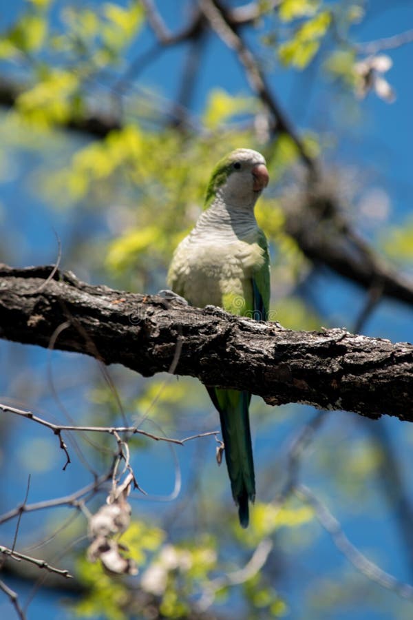 Small Green Parrot on a Tree Stock Photo - Image of closeup, avian ...